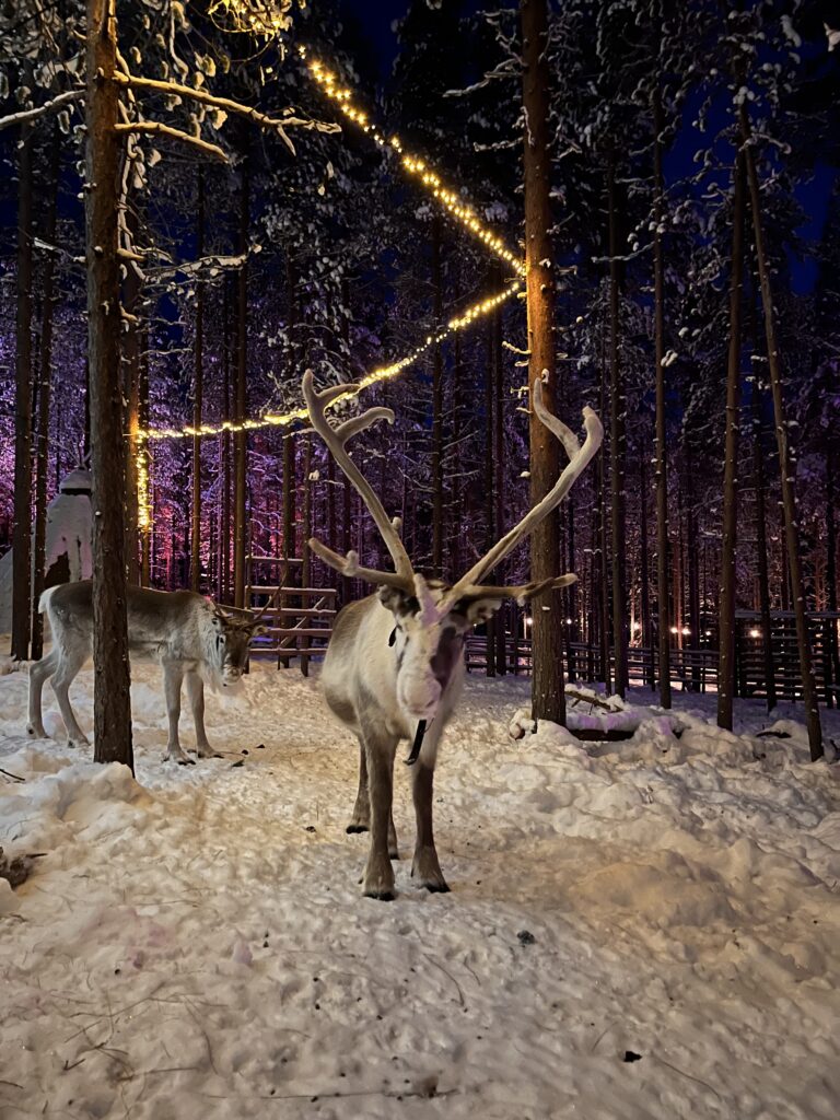 Evening Magic Reindeer Feeding - eananlevi.com